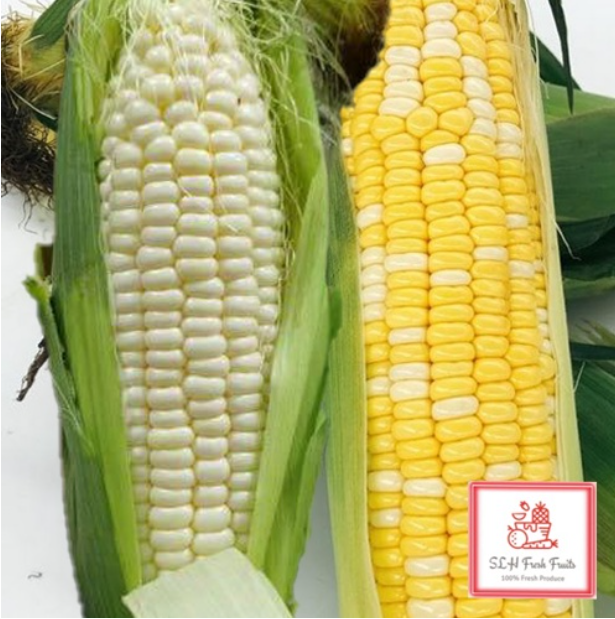 SLH Cameron Highlands Sweet Corn – SLH FRESH FRUITS