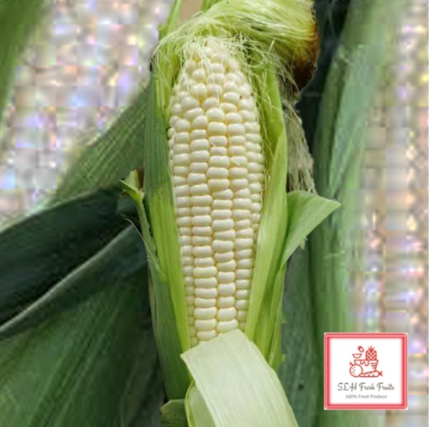 SLH Cameron Highlands Sweet Corn – SLH FRESH FRUITS